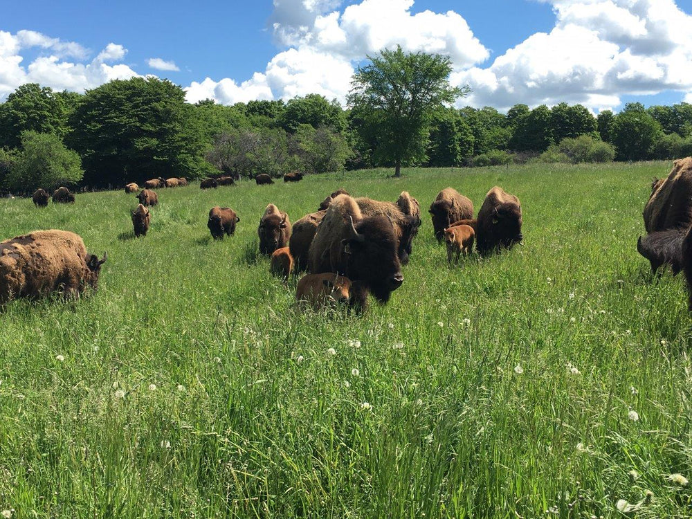 Bison Meat Snack Sticks for People on the Go - BUFF